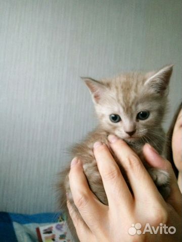 Очаровательный шотландский котенок