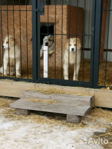 Щенки алабая