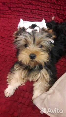 Йоркширский терьер Беби фейс