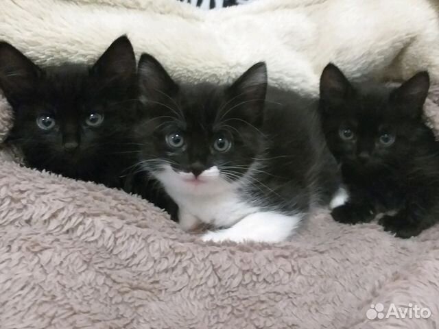 Отдам котят в хорошие руки