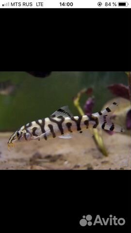 Рыбки аквариумные