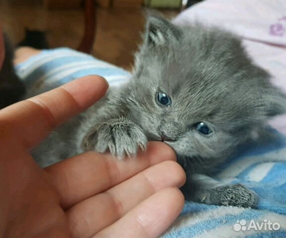 Отдам в добрые заботливые руки