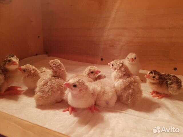 Цесарки белые и крапчатые вывод 15-16 марта