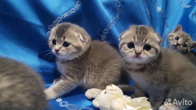 Плюшевые малютки