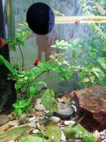 Улитка катушка