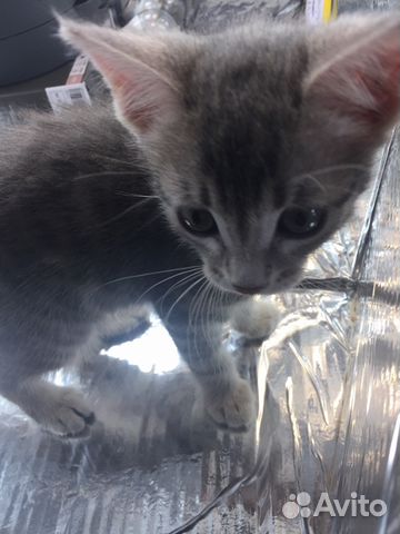 Катёнок котенок отдам