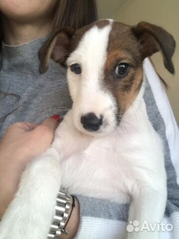 Щенок Джек Парсон Рассел терьер. Последний