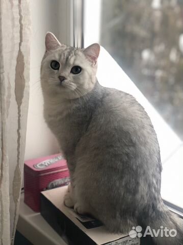 Шотландская прямоухая кошка Вязка