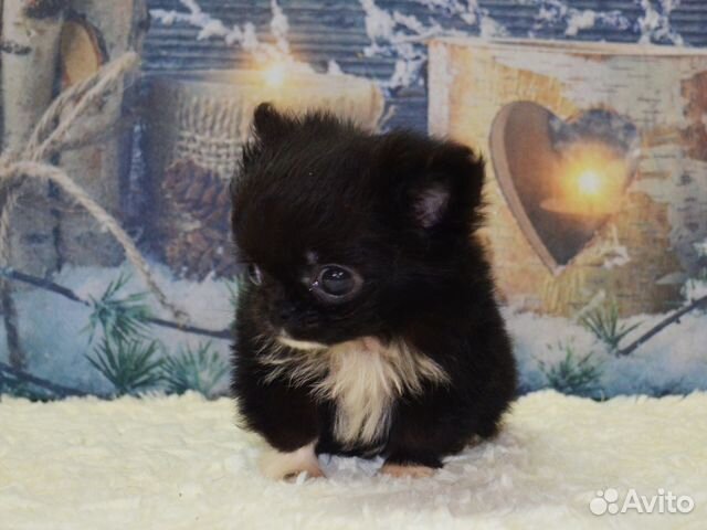 Мини носик-курносик