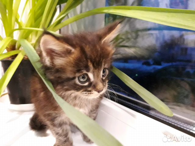 Котенок породы Мейн-кун