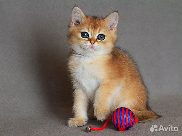 Кеша - золотая шиншилла котик
