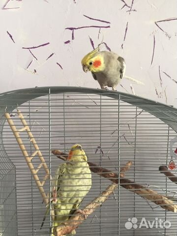 Попугай Корелла пара