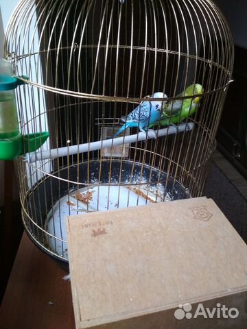 Попугаи, волнистики