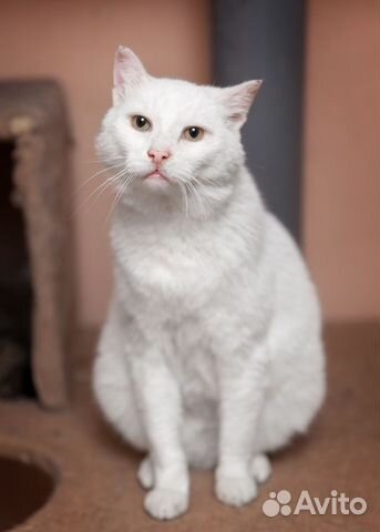 Кот, который приносит в дом спокойствие