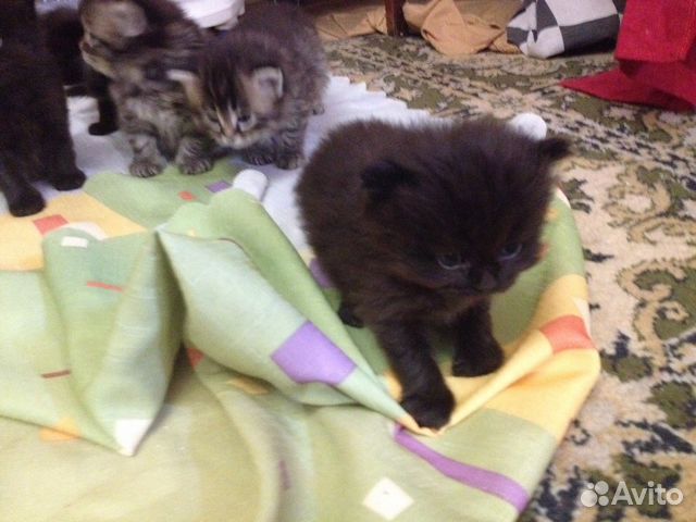 Котята персидские