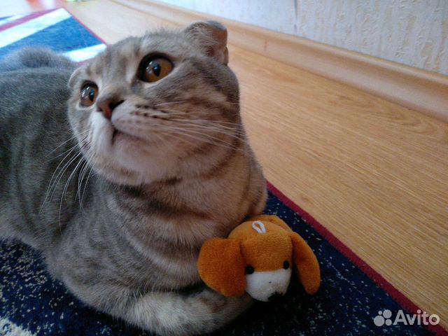 Ищем жениха на вязку