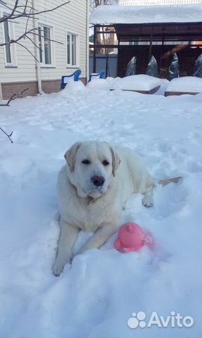 Собачка в хорошие руки