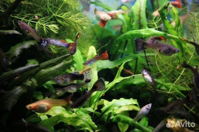 Продам рыбок Гуппи от 10 штук