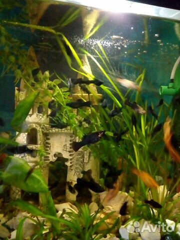 Обменяю молинезию