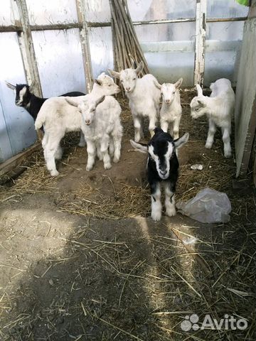 Козлята козел коза
