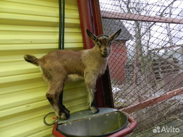 Альпийский козлик ч/п