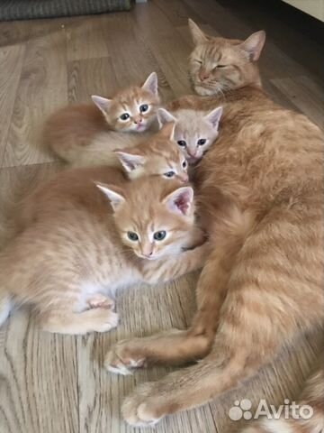 Чудо котята.отдам в добрые руки домашних котят при