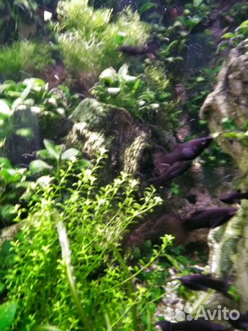 Молинезия черная