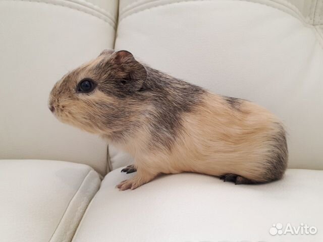 Морская свинка - самец. Возраст 1.5 мес