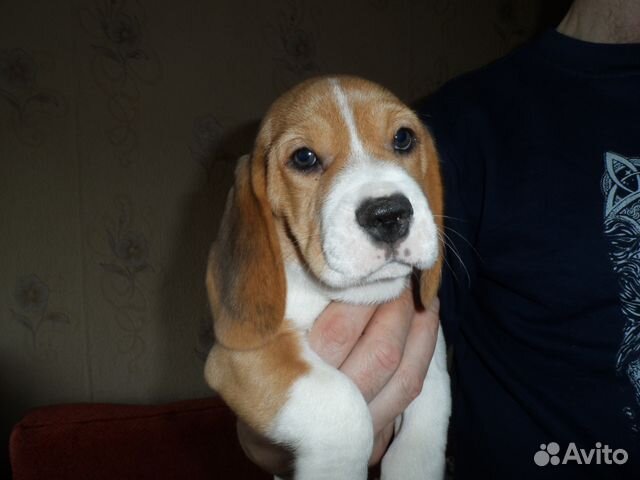 Бигляшки обаяшки