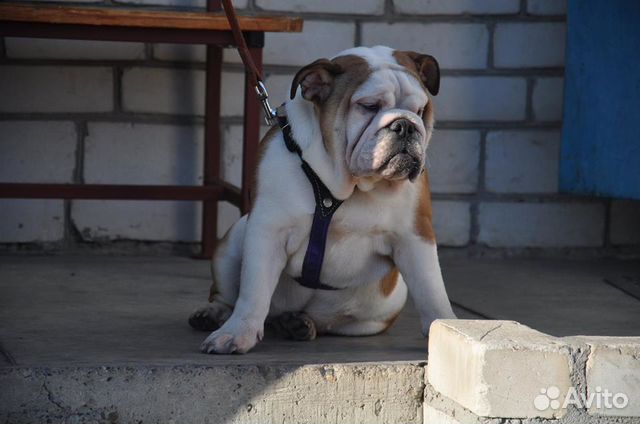 Красотка англичанка