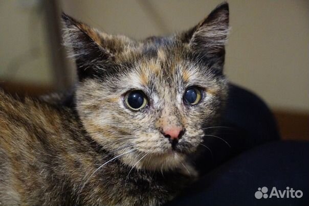 Котёнок ищет дом