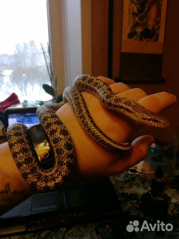 Узорчатый полоз с террариумом