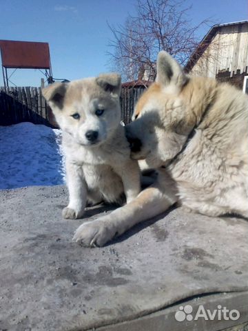 Замечательные Акихасики