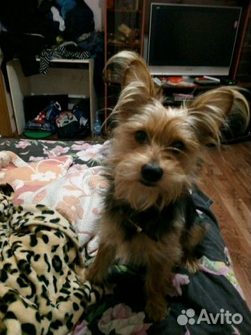 Йоркширский терьер Потерялся