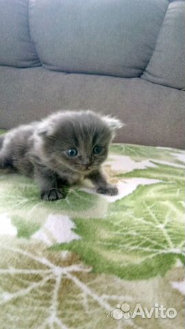 Британский котенок