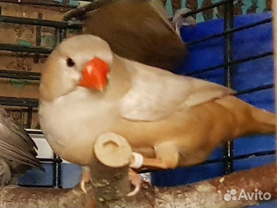 Выставочная самка зебровой амадины изабелль