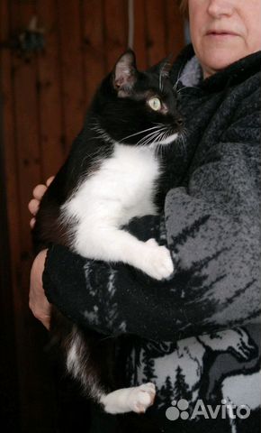 Котик Василий