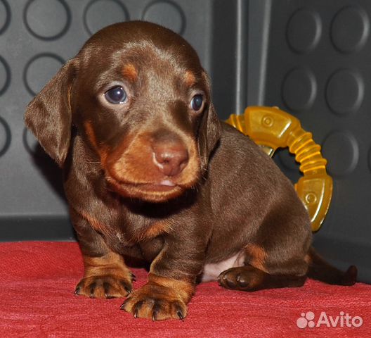 Мальчики г/ш - Кофейного окраса