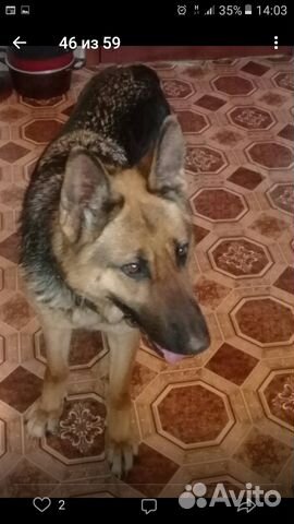 Немецкие овчарята