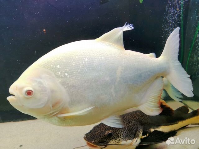 Паку Альбинос