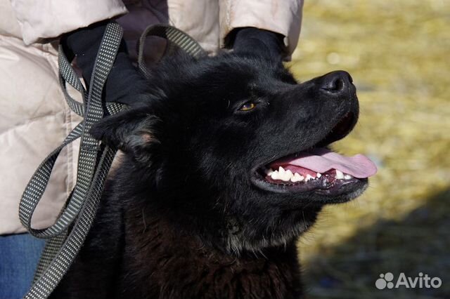 Арагорн ищет дом