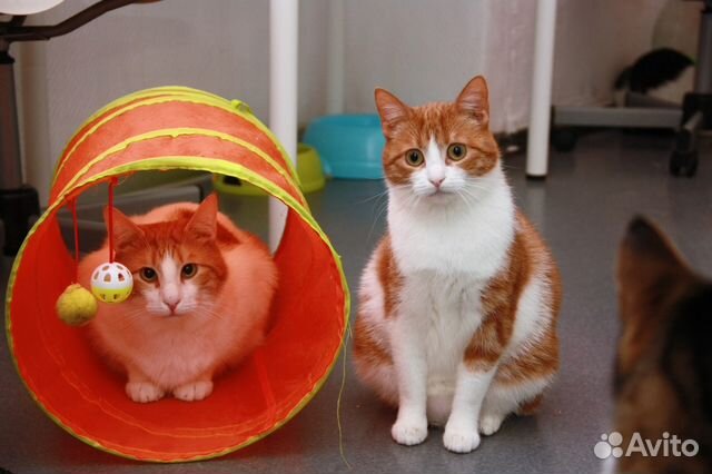 Бурундучок Сафи