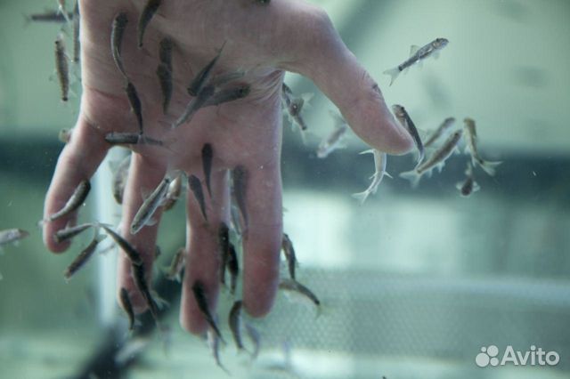 Рыбки Гара руфу с оборудованием (для пилинга)