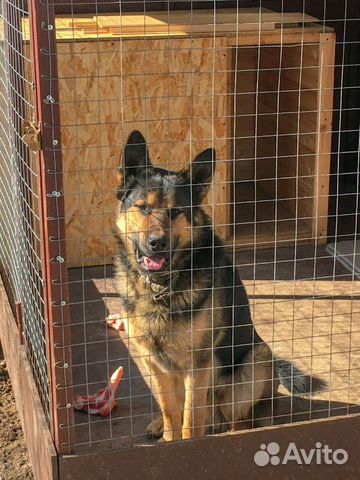 Щенки овчарки