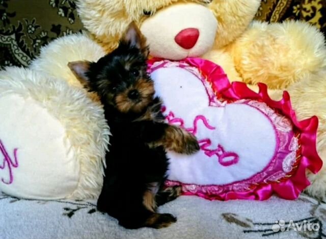 Йоркширский терьер