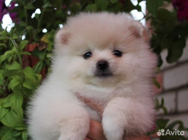 Разных окрасов щенки от 2 до 4 месяцев