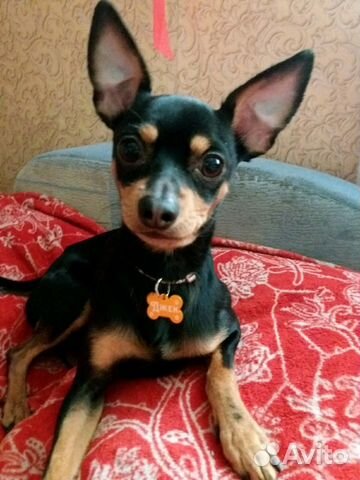 Той-терьер вязка