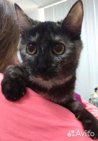 Энни ищет дом