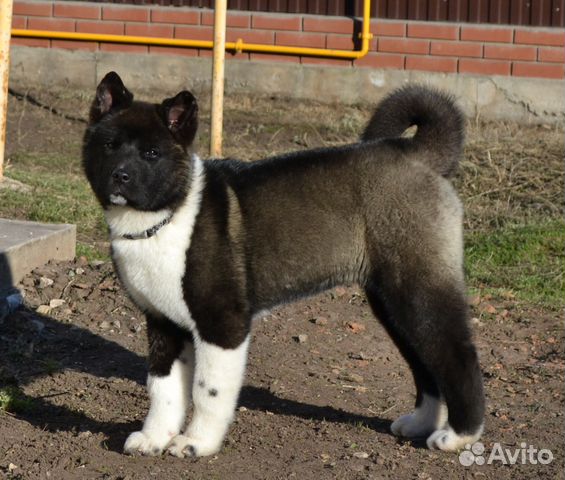 Ам.Акита. Щенки