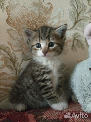 Сладкий крошка меньше ладошки 1.5 мес в дар